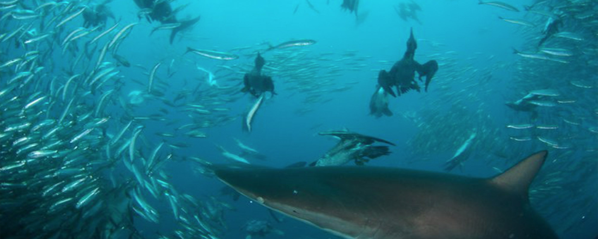 Sardine Run Expedition - Fiona Ayerst Photography